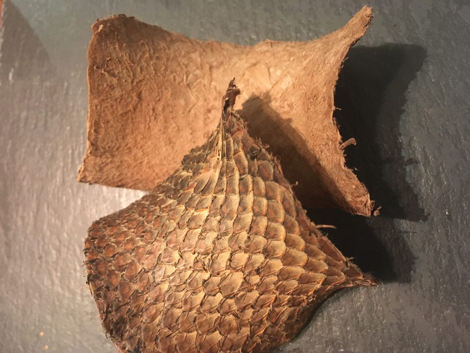 Books & Paper students make fish skin leather and parchment | City ...